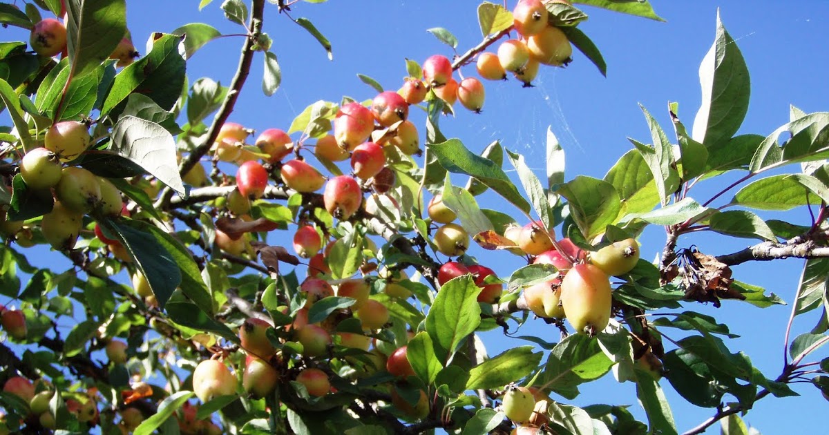 The Urbane Forager: In Praise of Crab Apples