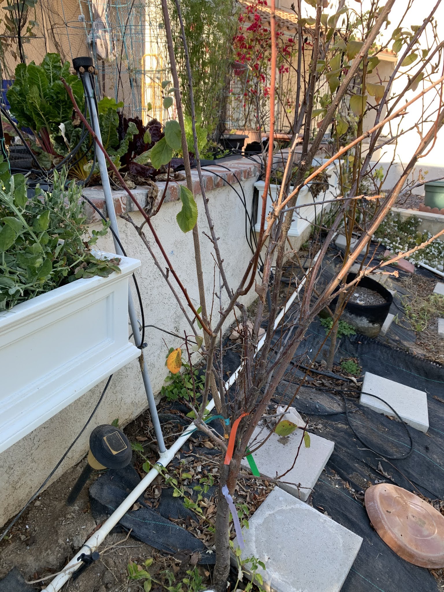 Multi-Fruit Tree | Townhouse Gardening