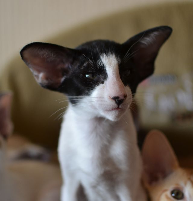 GALLERY OF THE IMLADRIS CATS