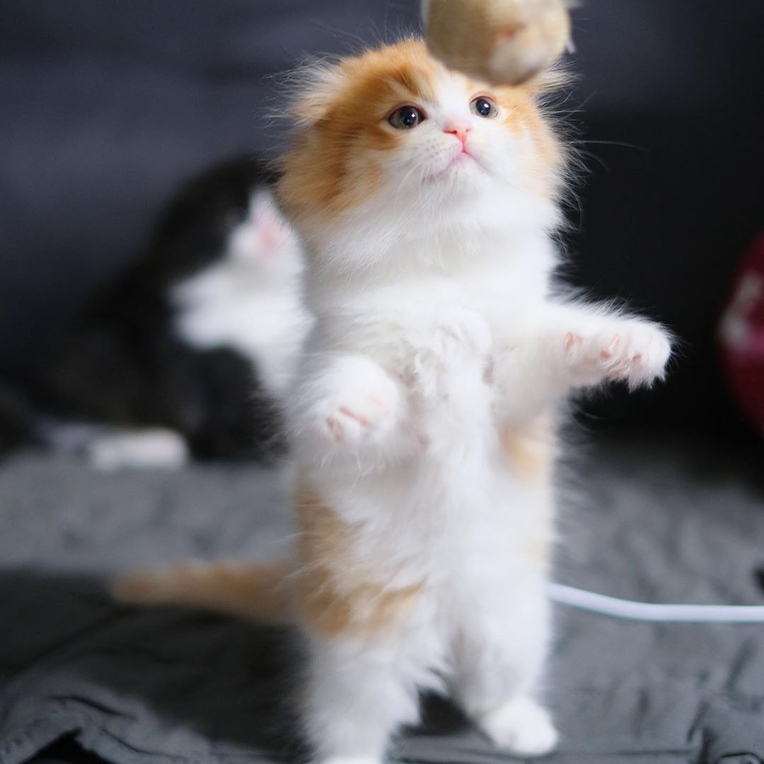 Kucing American Munchkin (Louisiana, USA, 1983) | meotuna