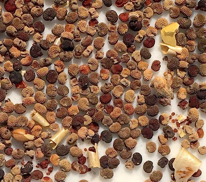 Strategies for Stewards: from woods to prairies : Does "Fire Pink" Make ...