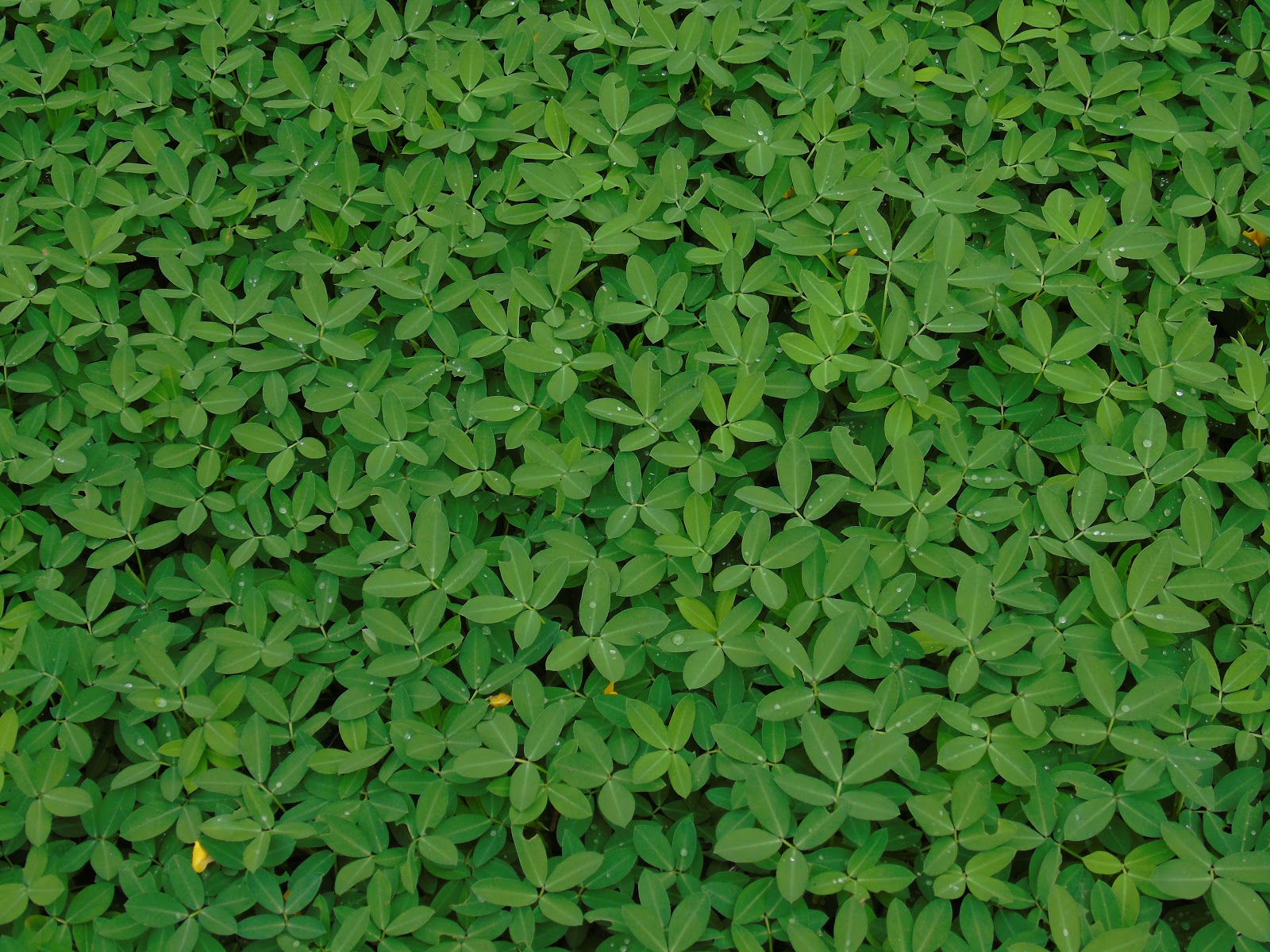 Grama-amendoim (Arachis spp.) | A planta da vez