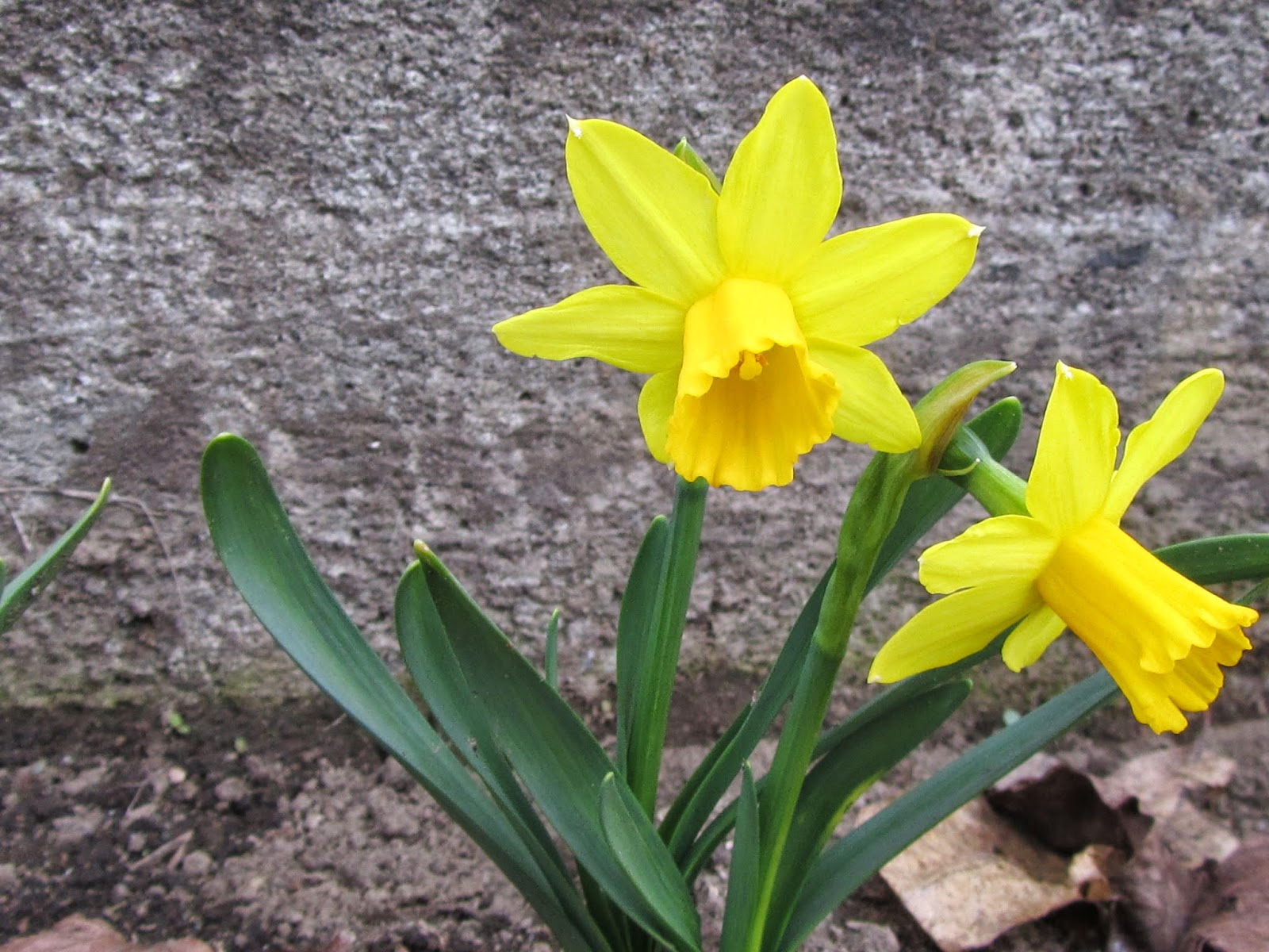 Narcissus (Narcisi) e il Risveglio della Primavera, Come Piantarli ...