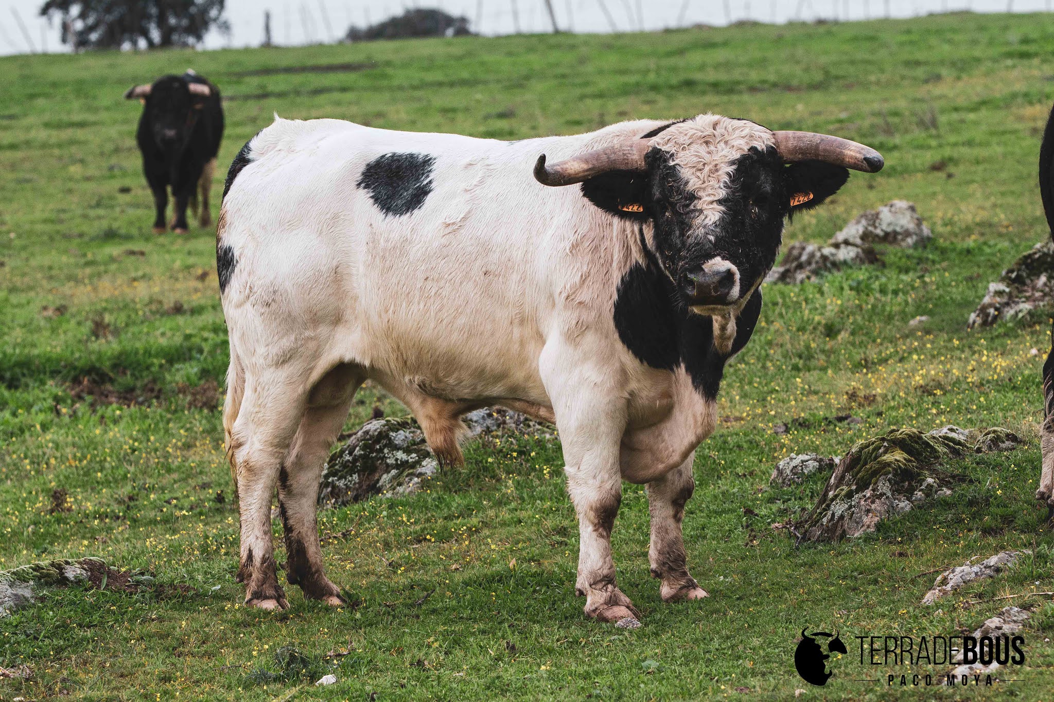 PELAJES DEL TORO DE LIDIA: PINTAS BLANCAS