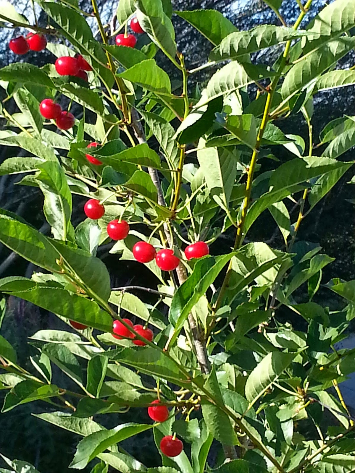 Front Range Food Gardener: It's Cherry time