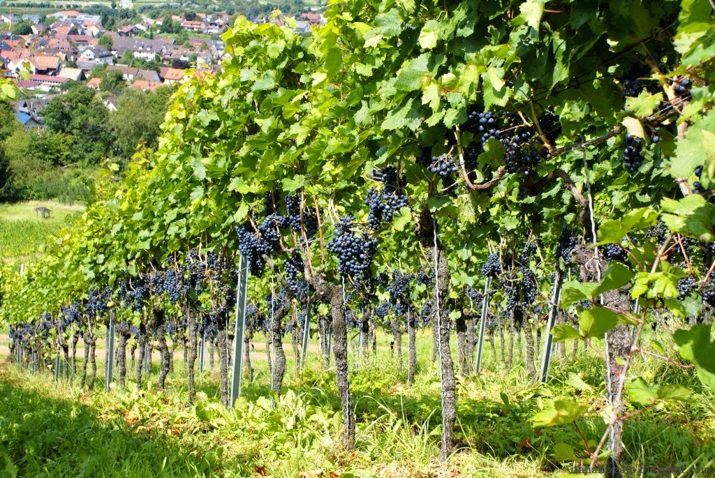 Italianizzato: Badische Weinstrasse na miesiąc przed winobraniem Italianizzato: Badische Weinstrasse na miesiąc przed winobraniem