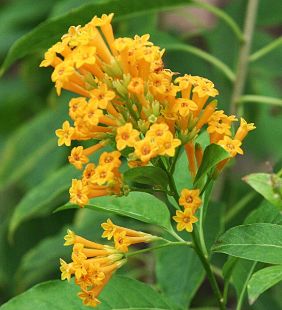 Gardening With Nature: A gardener's week