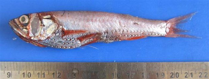 Artes de Pesca: ACTINOPTERYGII