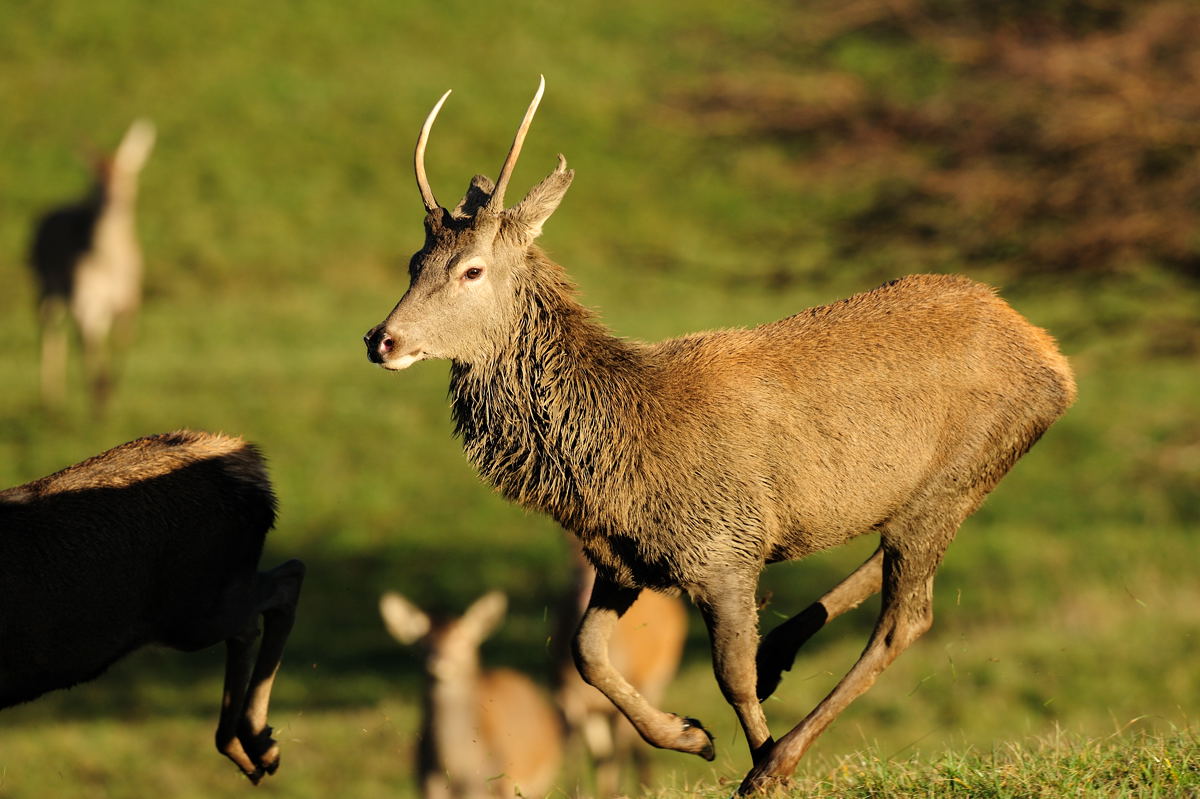 Cervi, cervoni, cervetti...