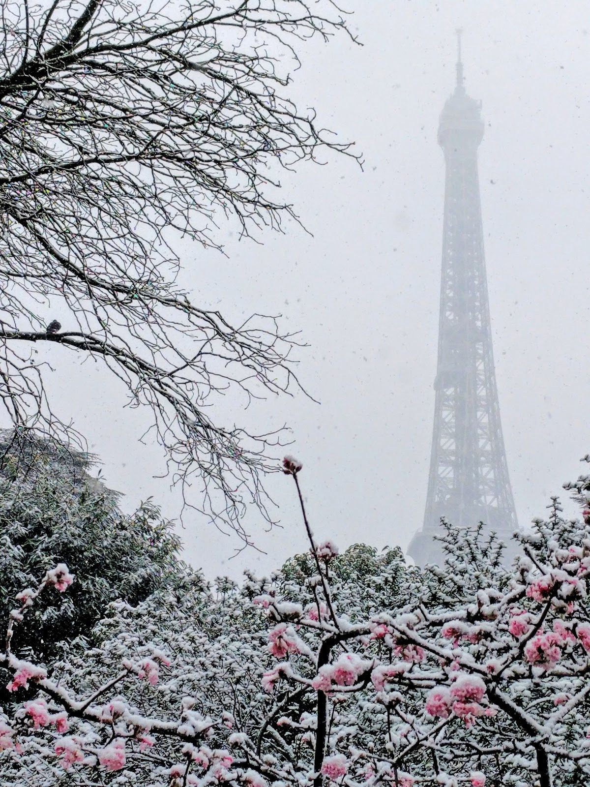 Vick and Jennifer's Travels: Photos from Paris' Biggest Snowstorm in ...