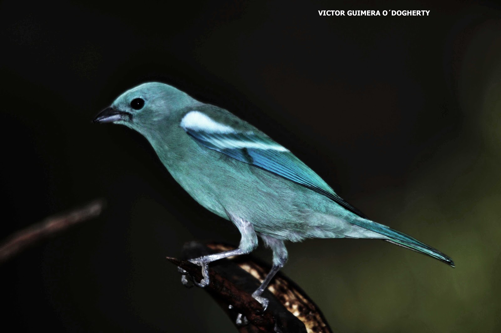 Mis imágenes de aves: OTRAS FOTOS DE TANGARAS PERUANOS
