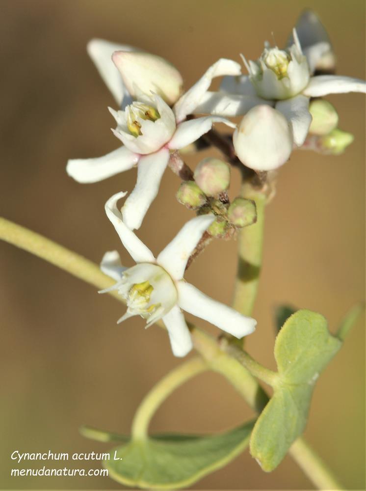 Menuda Natura: Cynanchum acutum L.
