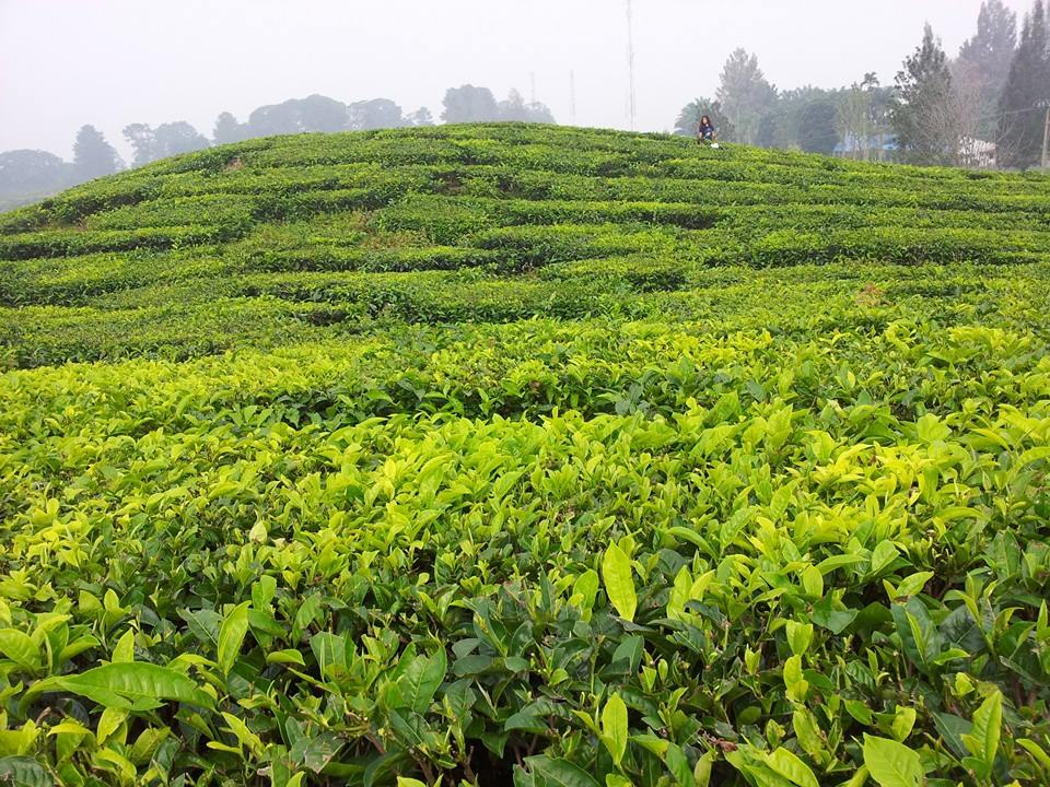Wisata Kebun Teh Dan Pemandian Bahdam Sidamanik Sumatera Utara