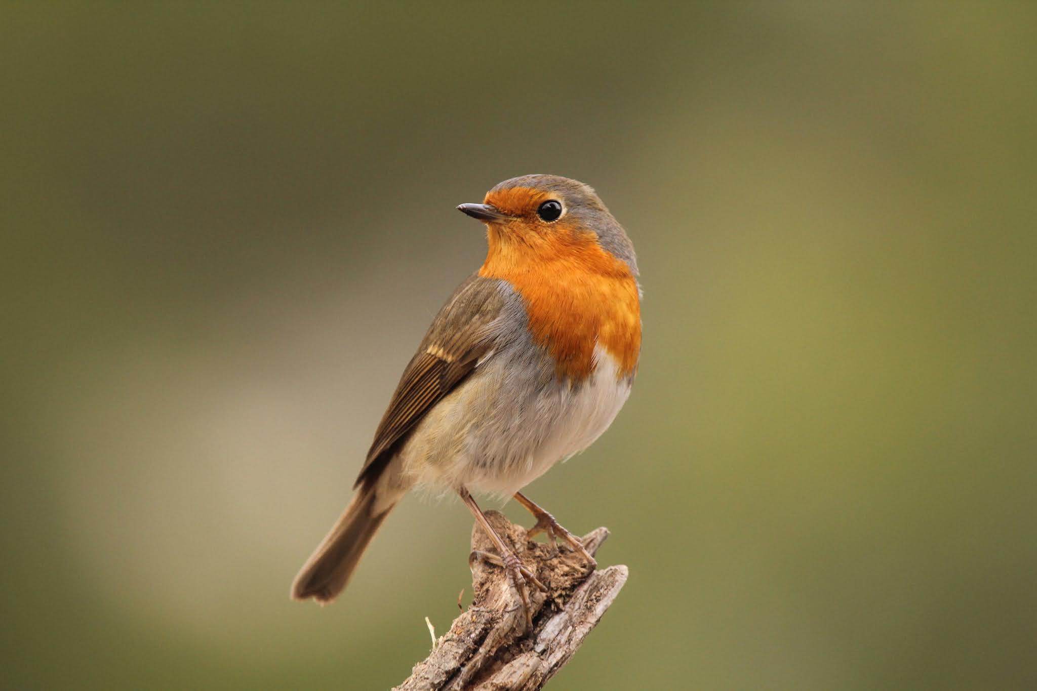 Francisco Parrilla, Monitor Educador Medioambiental. Blog.: -El ...