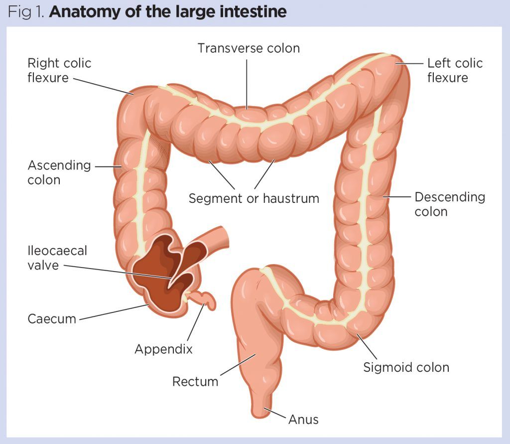 2BeHealthy Anatomy 2behealthy-anatomy