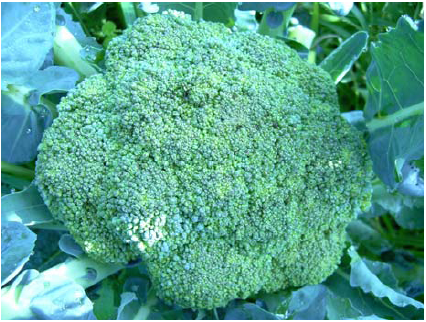 BUDIDAYA BROKOLI - TANAM SAYURAN