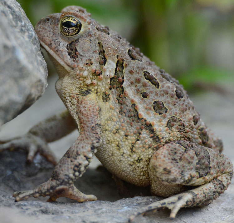 Red and the Peanut: A Fowler's Toad in a clearing along the Little ...