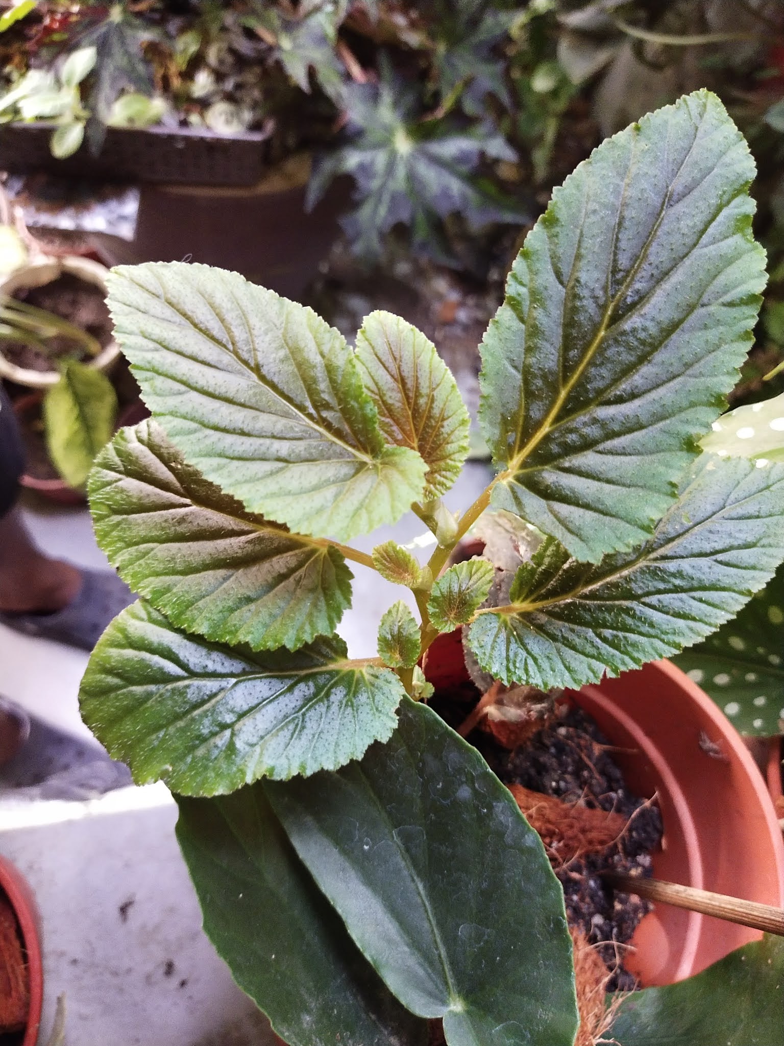 Terrarium Supplies Floral & Garden Crafts Home & Hobby RARE undescribed ...