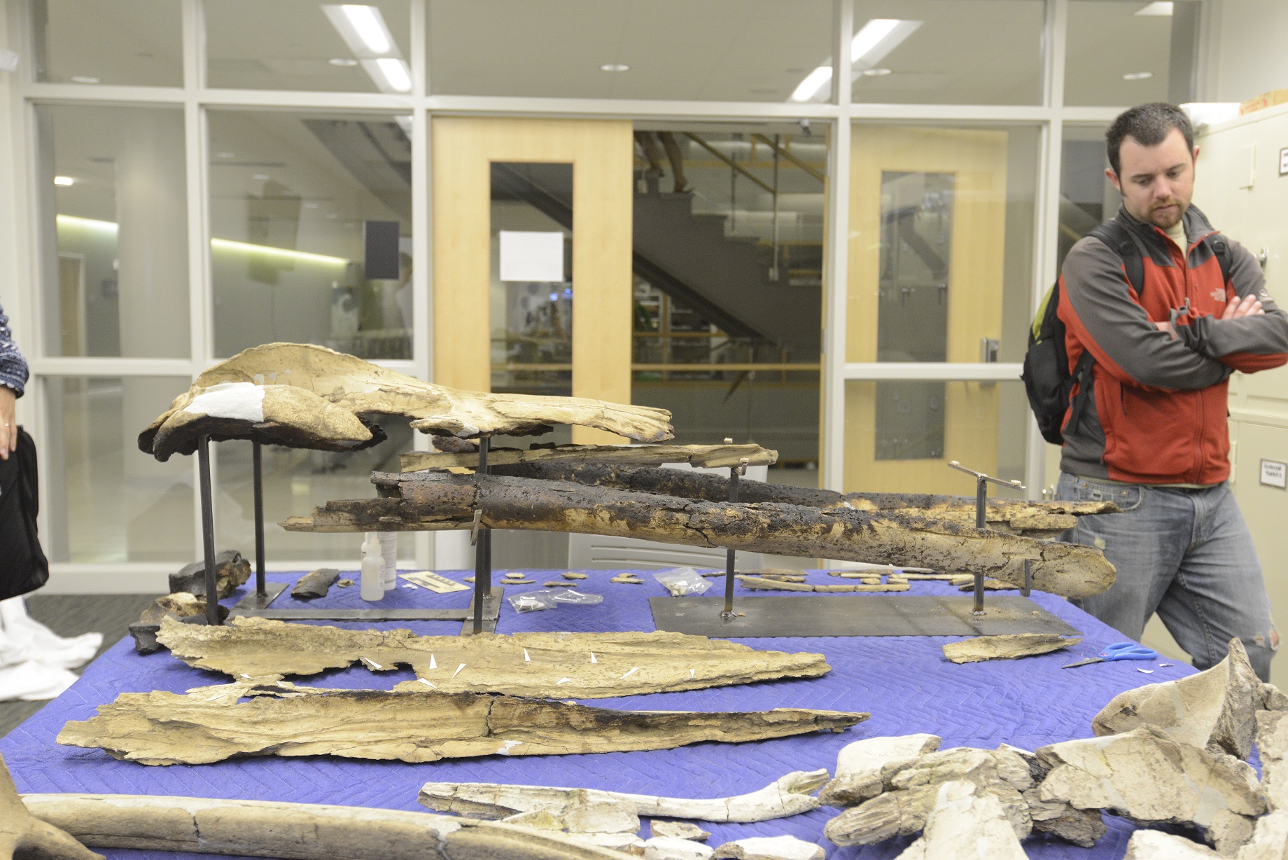 The Coastal Paleontologist: Ankylorhiza tiedemani, a giant dolphin from ...