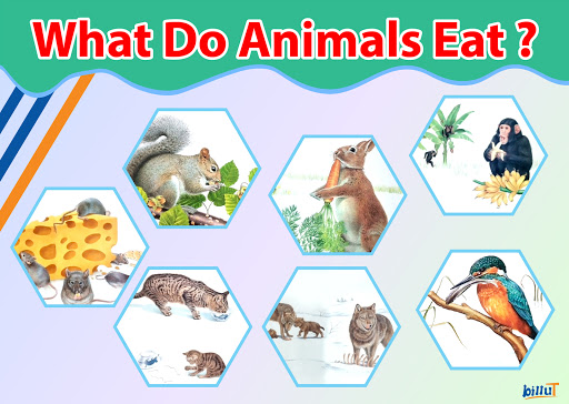 What Do Animals Eat