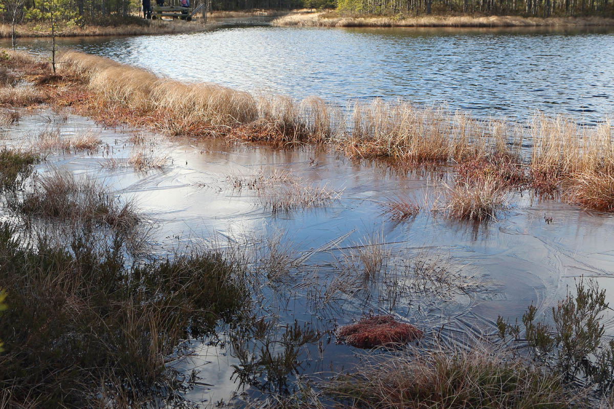 Päevik: Mukri raba ja vabariigi aastapäev