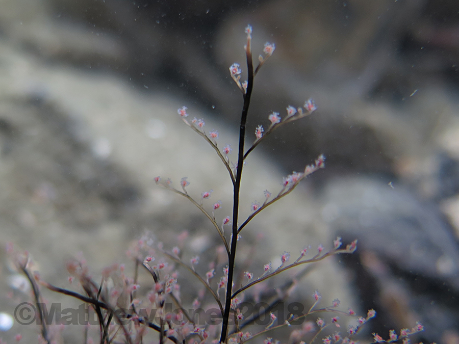 The shape and the idea: 122 — Feathered hydroid, Pennaria disticha
