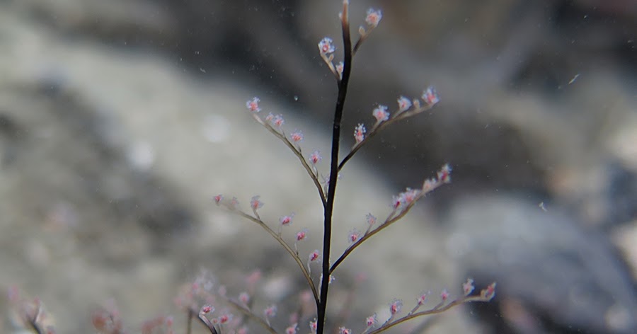 The shape and the idea: 122 — Feathered hydroid, Pennaria disticha