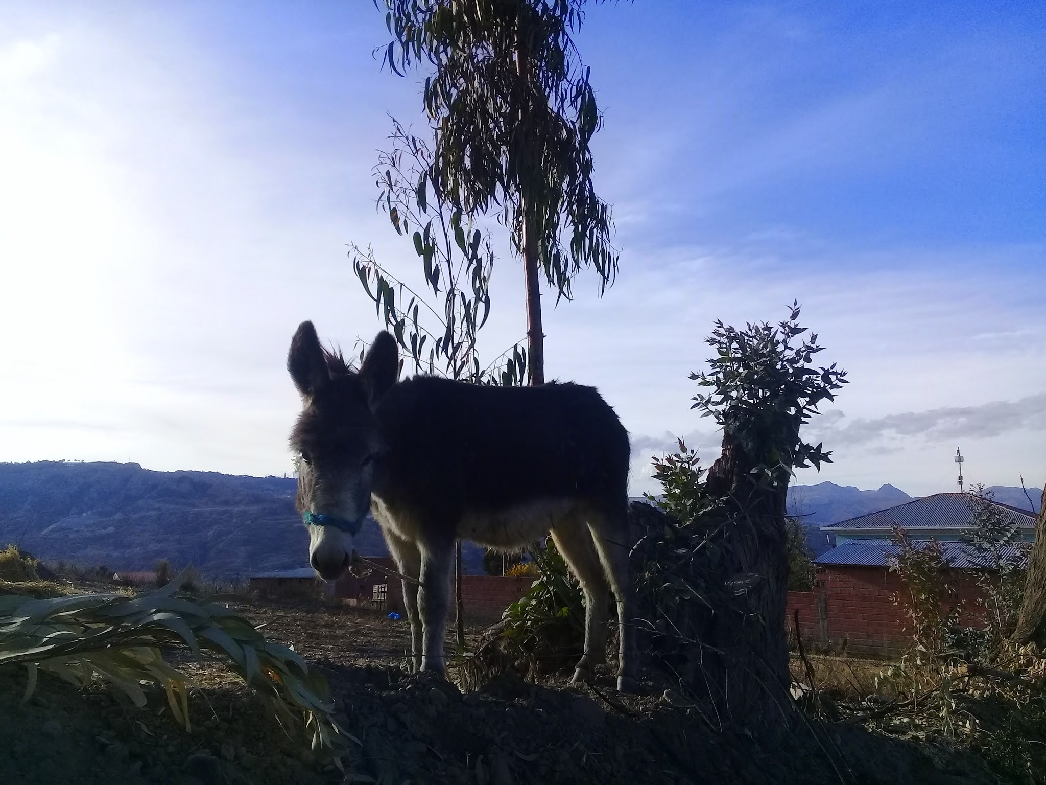 Danzarina en la Naturaleza: Achuma Wachuma Huachuma Guachuma Aguacolla ...