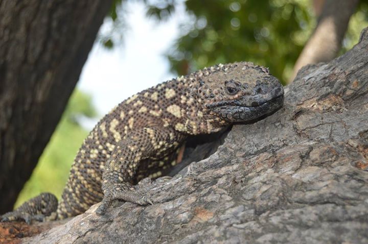 ANIMALES EN PELIGRO DE EXTINCION: HELODERMA HORRIDUM HORRIDUM