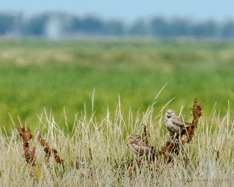 Prairie Nature: Burrowing Owls: Grasslands, Pasture and Imprinted