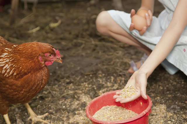 What to Feed Chickens Naturally
