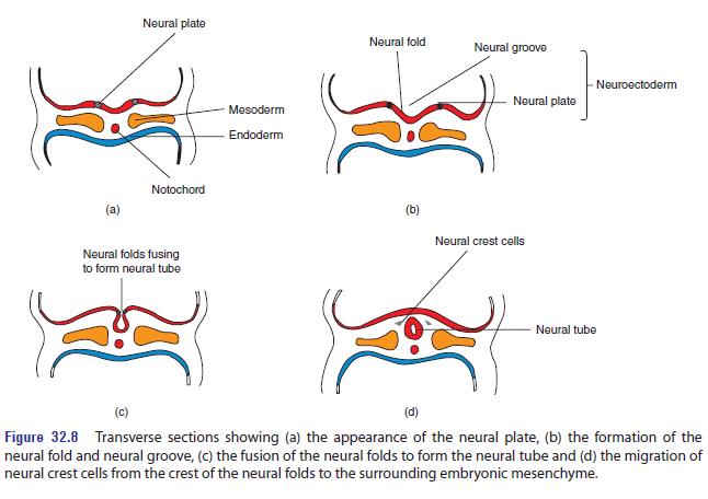 embryology l Oral histology and biology MCQs for dental students ...