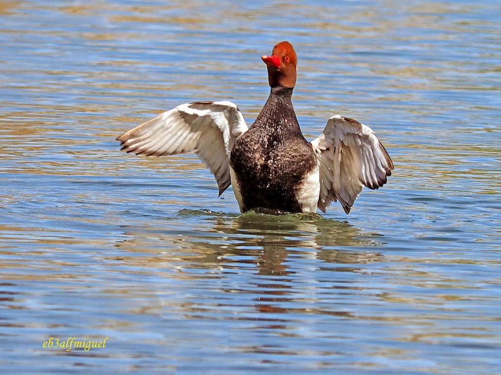 Miguel fotografia: Netta rufina (Pato colorado)