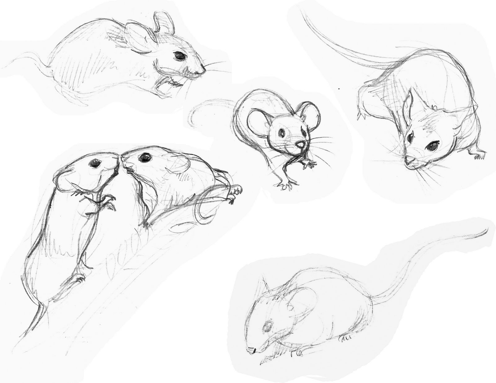 Mouse Drawing Reference at John Rosado blog