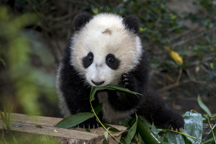 Giant panda baby is presented in the USA / See Differently