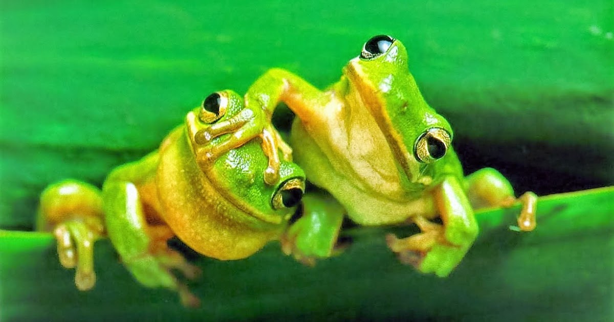 Fieggentrio: Kikker.