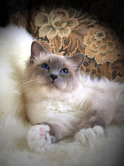 Valehto's Heliga Birma - Helig Birma, Katt, Katteri, Uppfödare, Lena ...