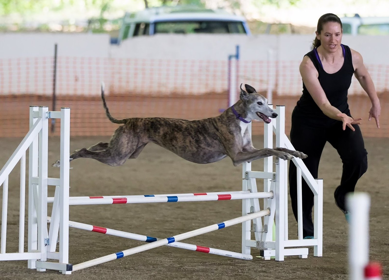 NEVER SAY NEVER GREYHOUNDS: Agility Match - Riley