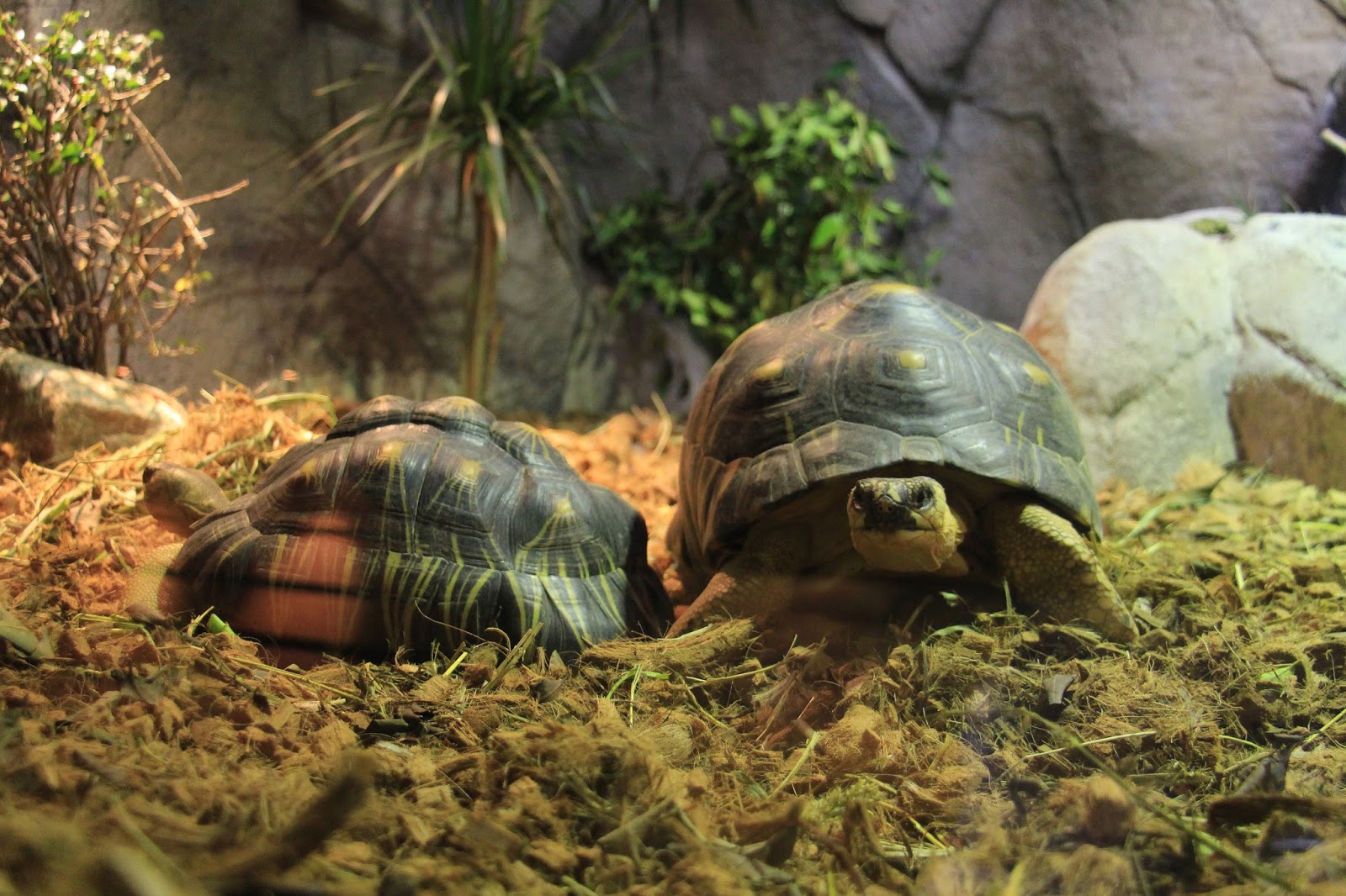 World’S Rarest Tortoises Race Against Extinction At Singapore Zoo’S New ...