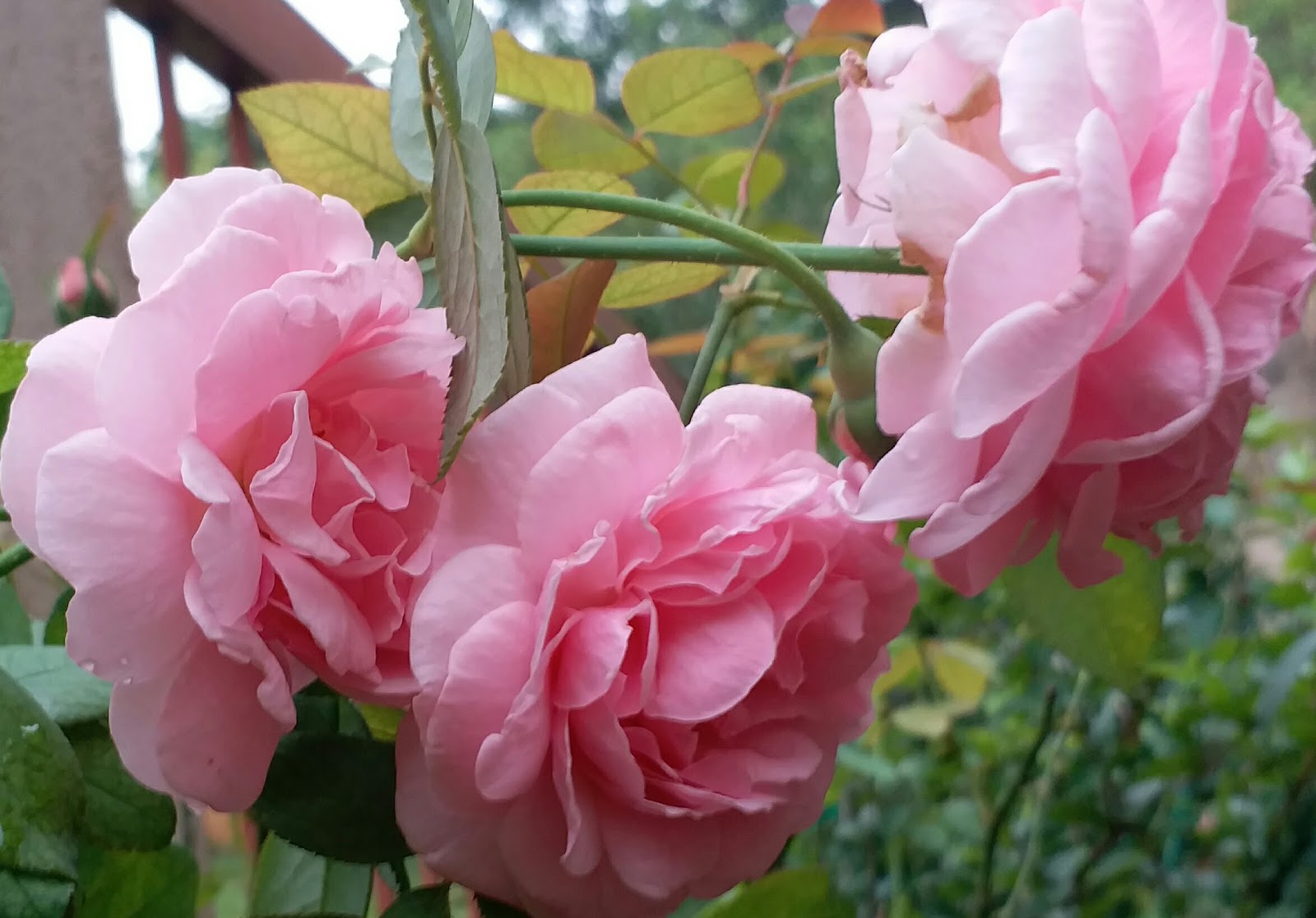 Tanam Ros Untuk Beginner: April 2017