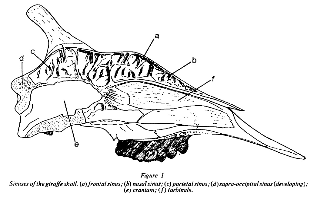 Mark P. Witton's Blog: The horns of Arsinoitherium: covered in skin or ...