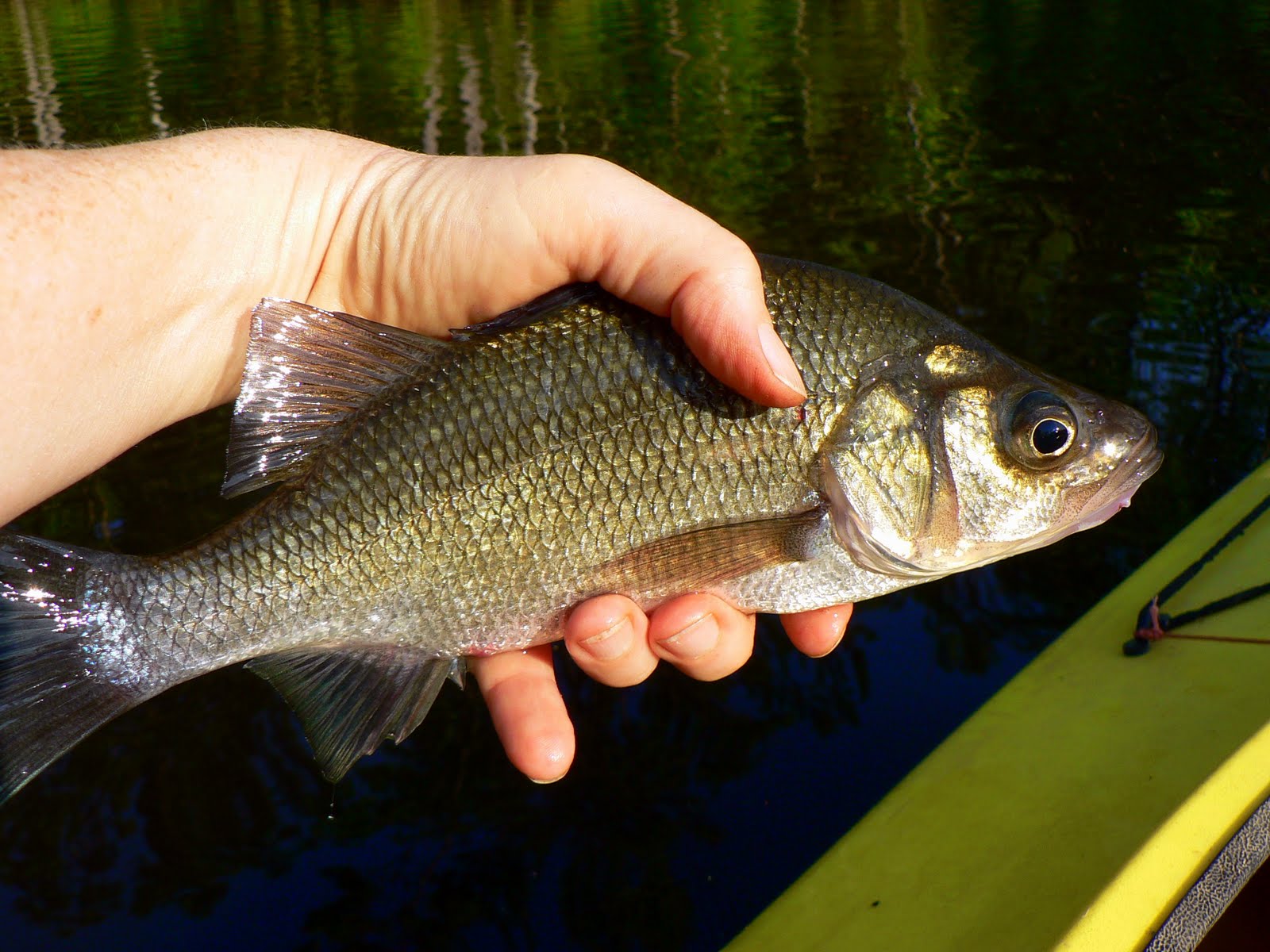 SwampThings: Fishing on the Chowan