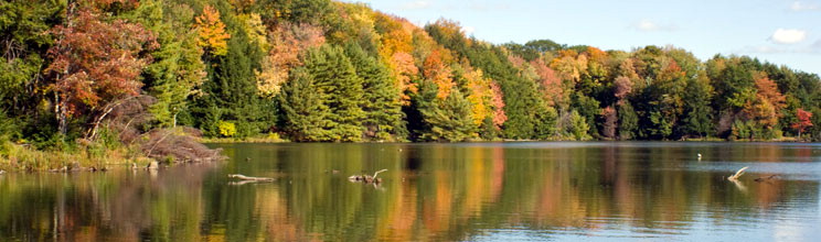 TOP LANDSCAPES: PENNSYLVANIA FOREST'S