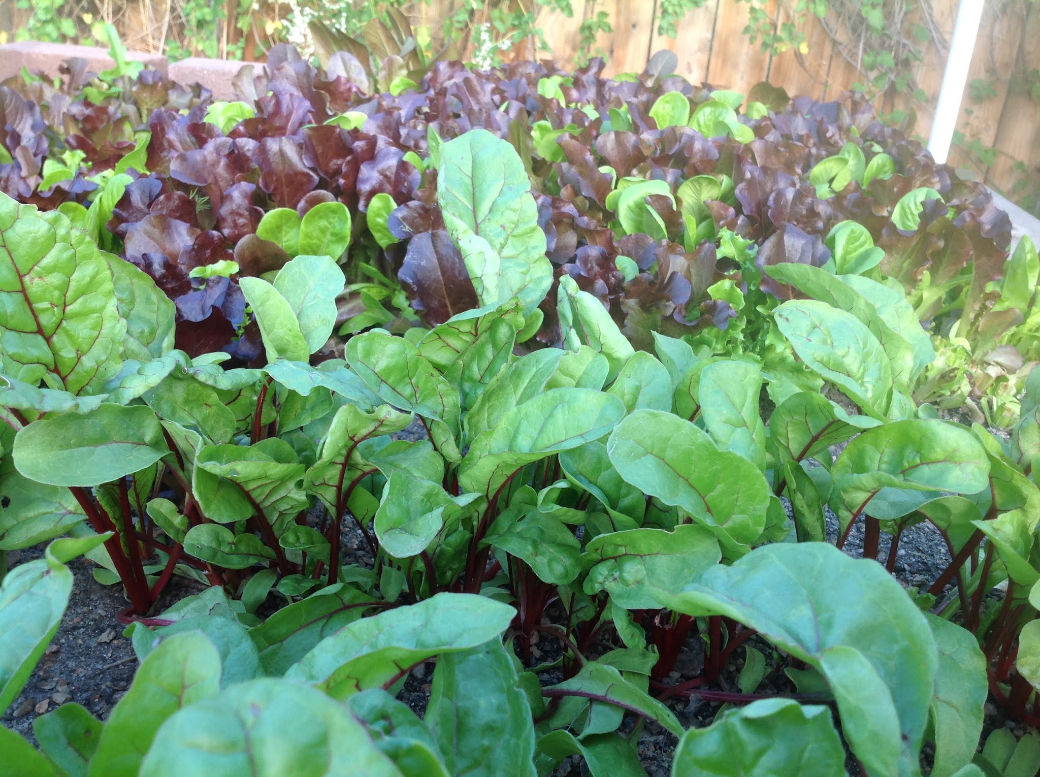 Garden with Betty Cahill: Fall Vegetable Planting 2020