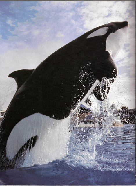 Animals of the world: Kasatka Killer whale