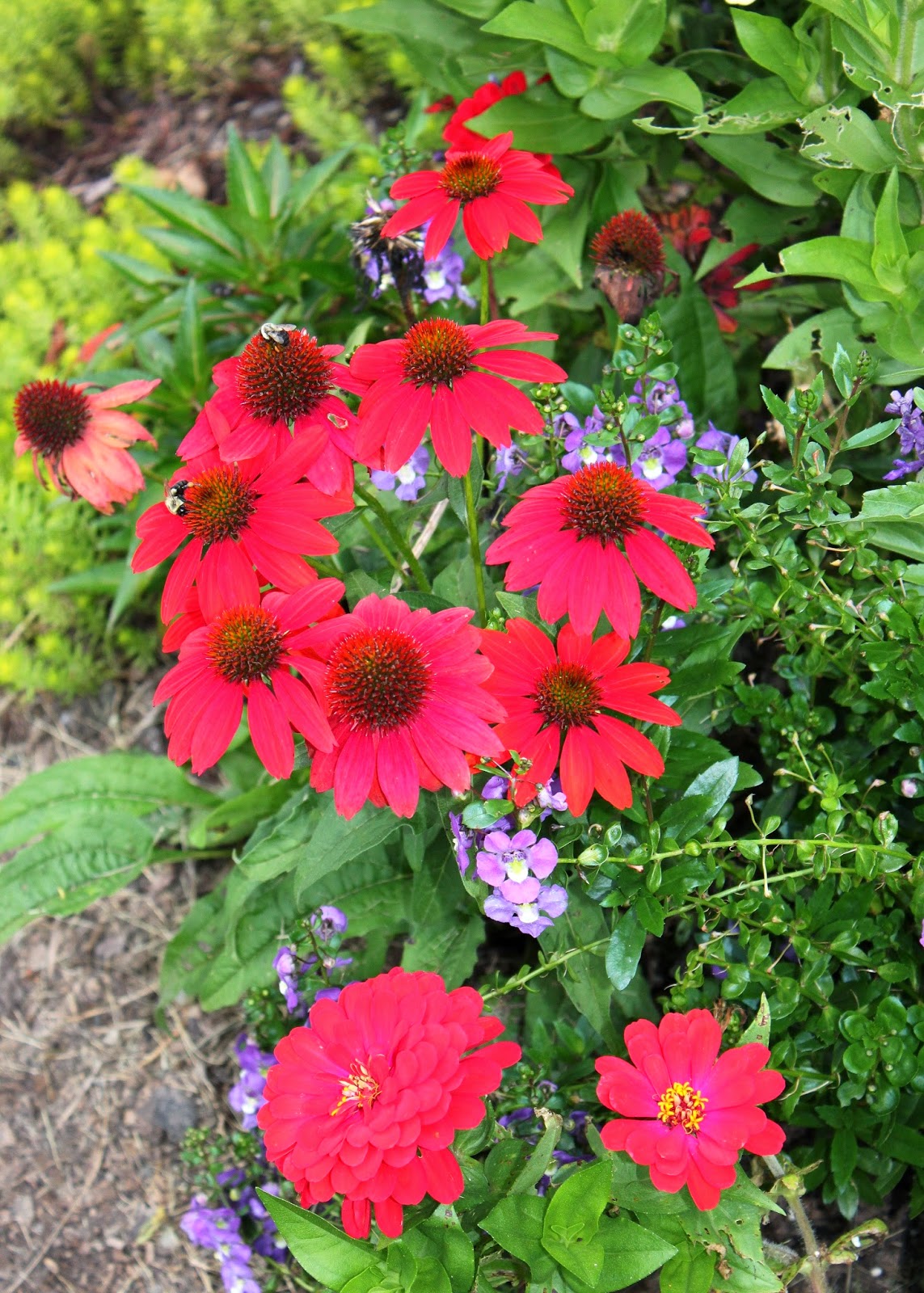 Photo of the Day - 'Salsa Red' Coneflower