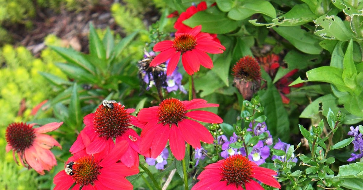 Photo of the Day - 'Salsa Red' Coneflower
