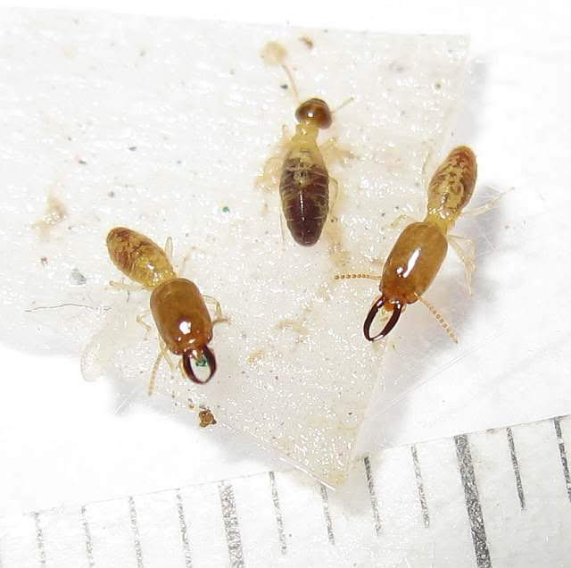 Photos and Info on Ants and Termites of Malaysia: Microcerotermes sp
