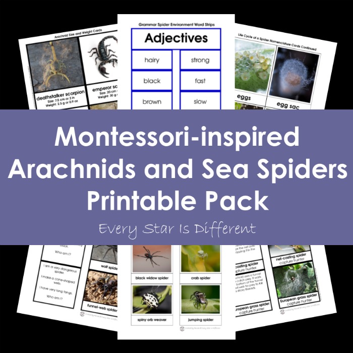 Montessori-inspired Arachnid Activities for Elementary Students with ...