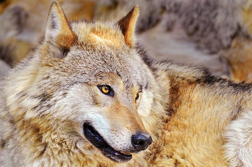 White Wolf : Rare Wolf Hunting Permit issued in France